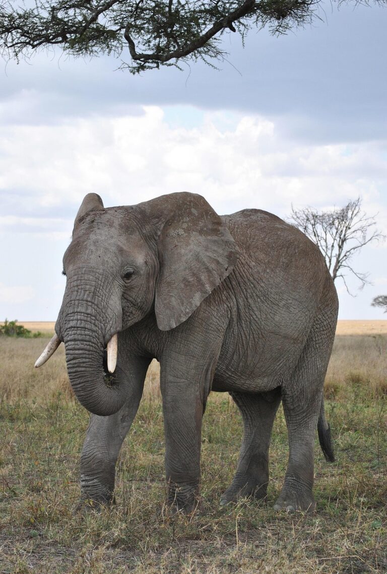 Katavi National Park – Facts, Travel Guide, Map & More!