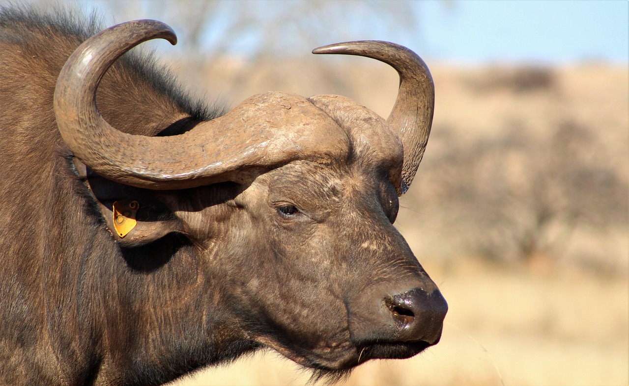 Ibanda Kyerwa National Park - Tanzania National Parks