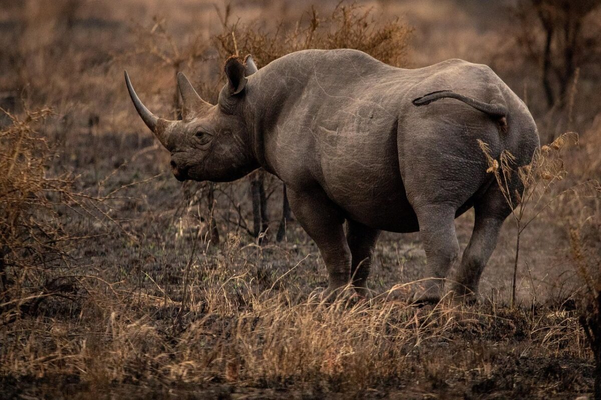 Wildlife in Tanzania: Big Five, Great Migration & More