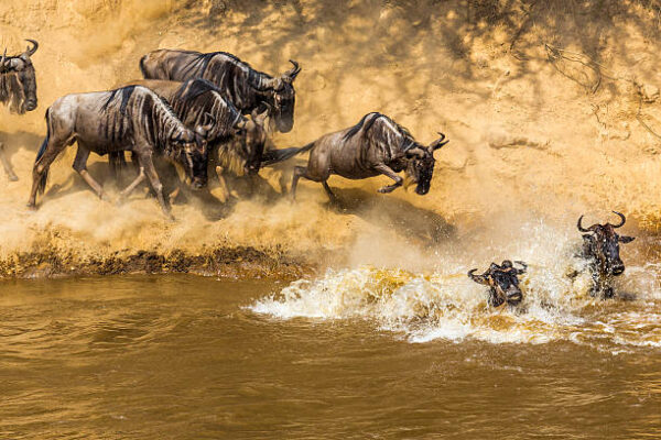 Serengeti National Park – Travel Guide, Map & More!